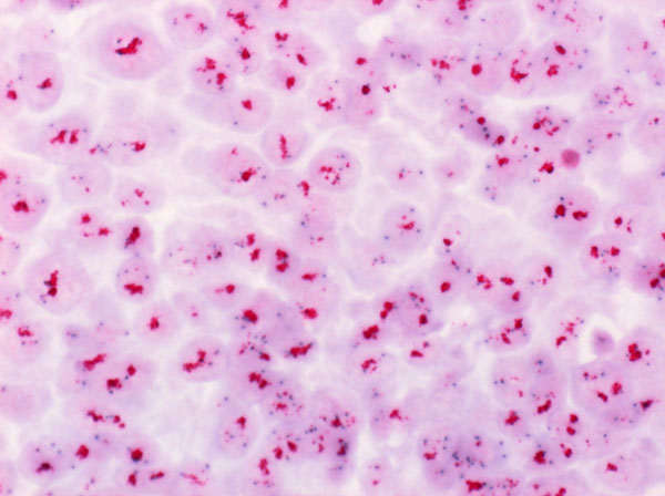 PharmDx – KALLIFRONAS SA.